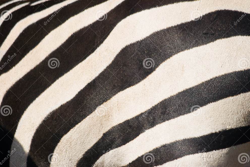 Animal Backgrounds - Zebra Path Stock Photo - Image of zebra, stripes ...