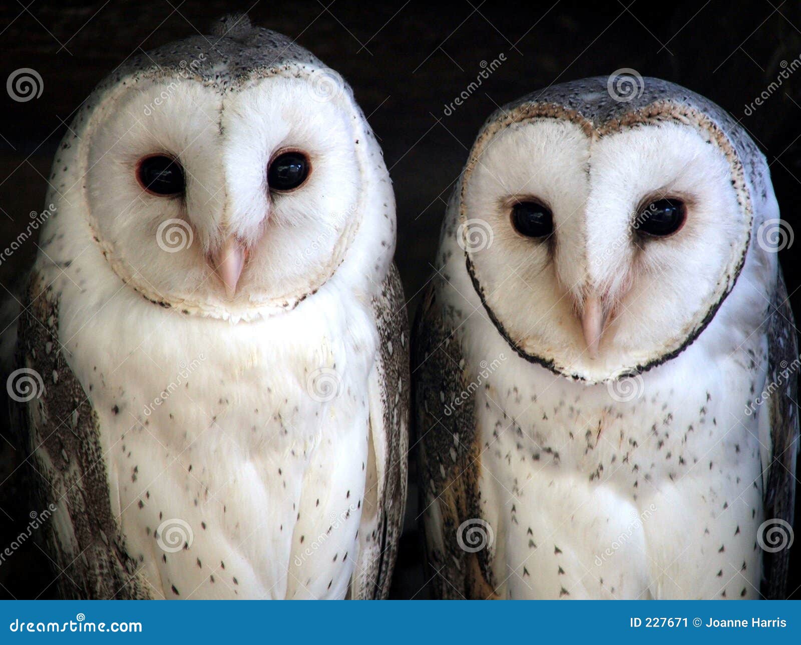 Animal - barn owl stock image. Image of detail, feather - 227671
