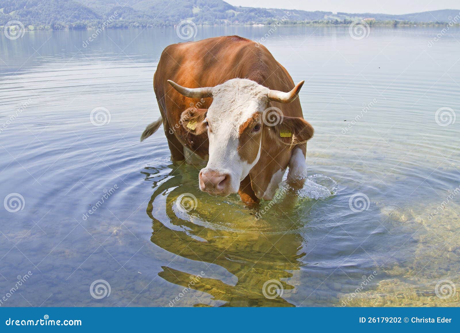 Animal bathing stock photo. Image of lake, kochelsee - 26179202