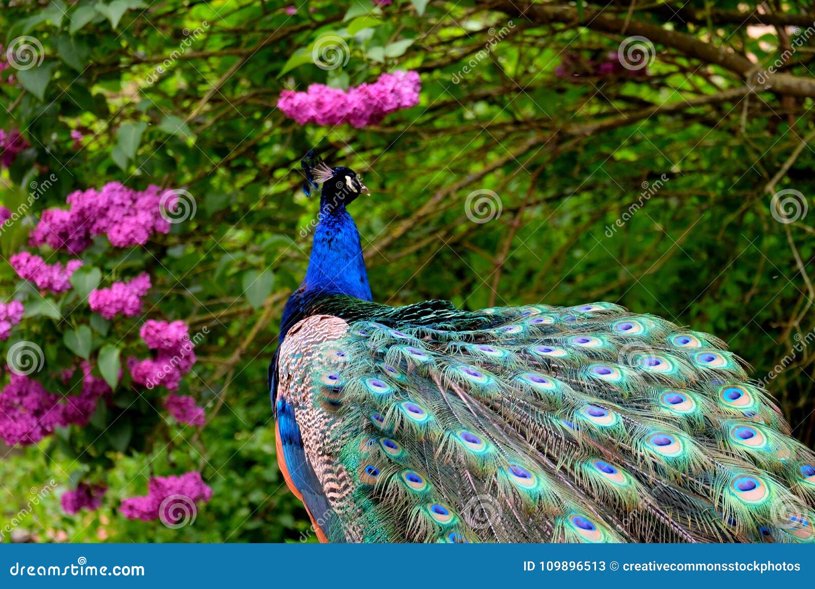 Animal, Beautiful, Bird Picture. Image: 109896513