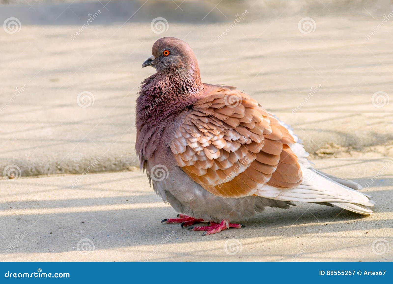 Animal Beautiful Bird of Pigeon Sitting on the Ground Stock Image ...