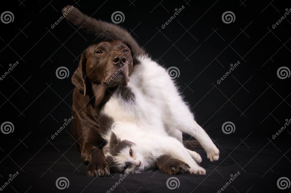 Animal Best Friends stock photo. Image of relationship - 4301292