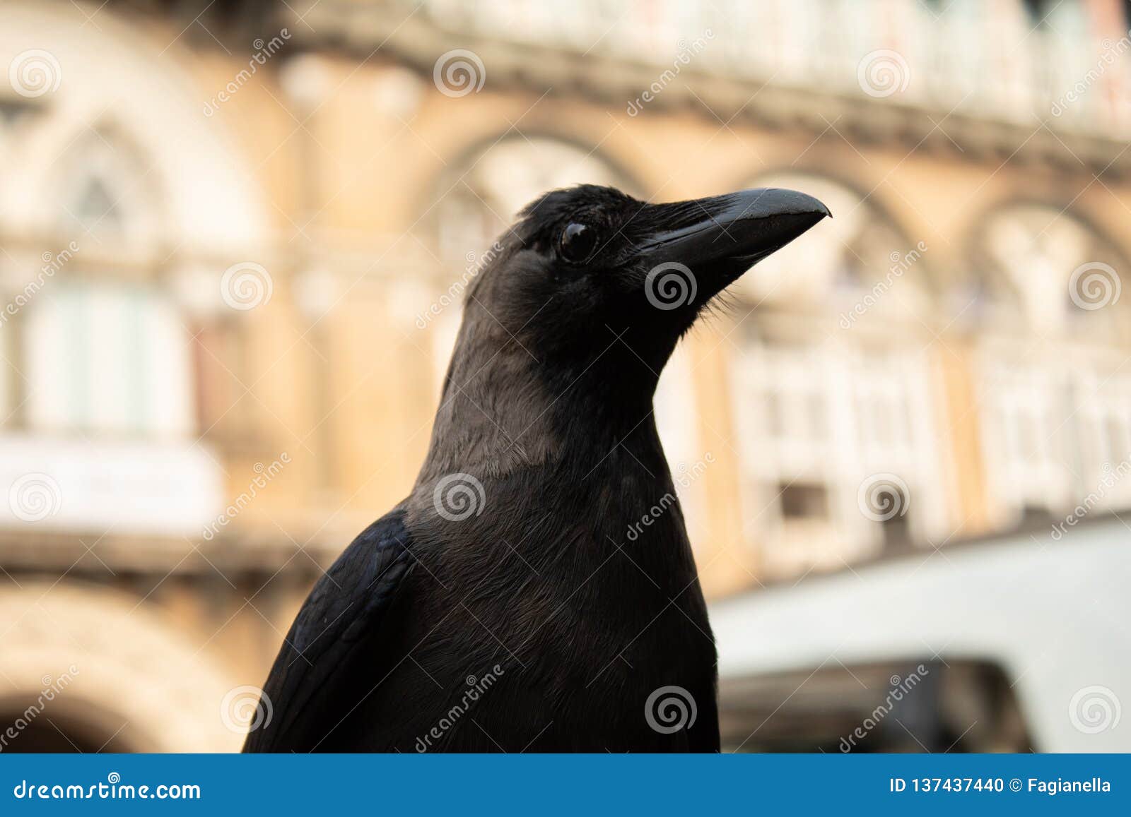 Animal, Bird, Close Up, Crow Editorial Image - Image of tyipical ...