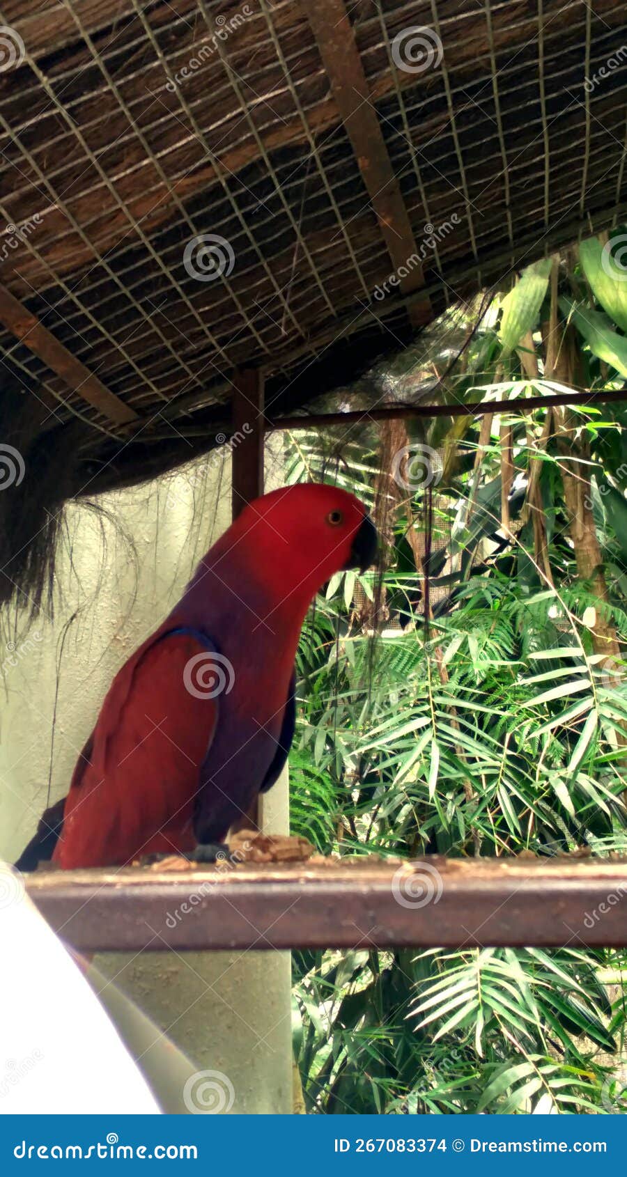 Animal Bird Red Blue Parrot Stock Photo - Image of finch, chicken ...