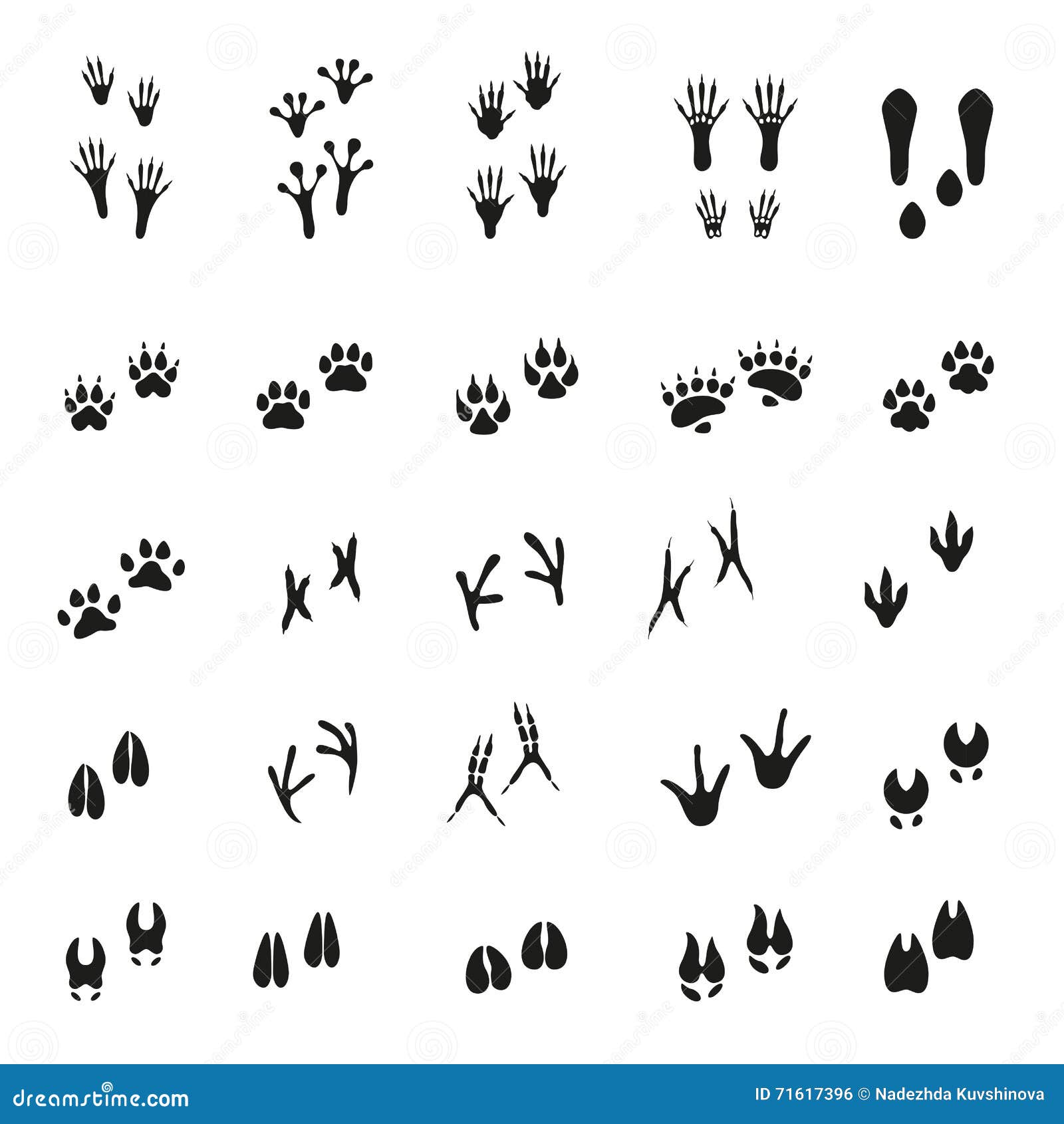 Animal And Reptile Footprints Vector | CartoonDealer.com #80547306 Animal And Reptile Footprints Vector | CartoonDealer.com #80547306