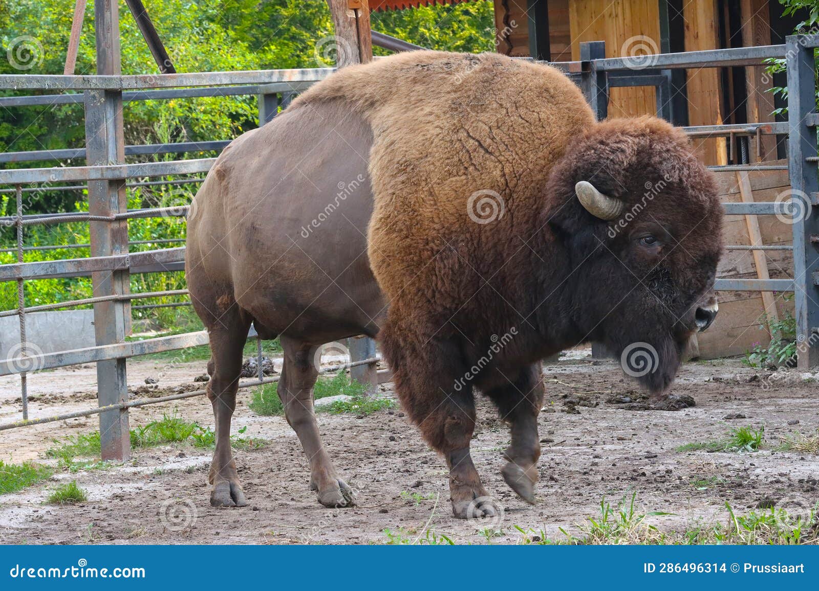 Animal bison in a paddock stock photo. Image of male - 286496314