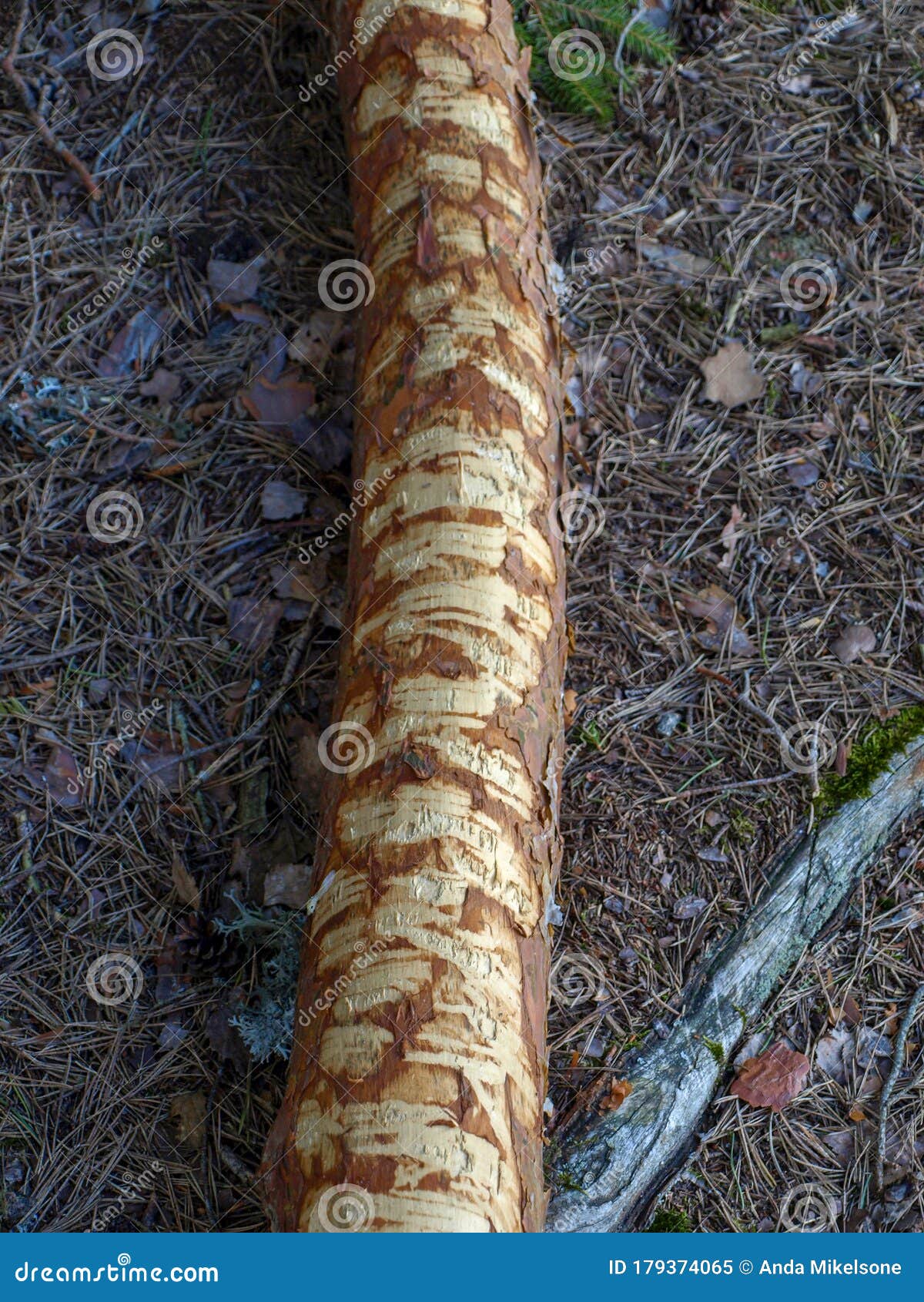 Animal bitten tree branch stock image. Image of texture - 179374065