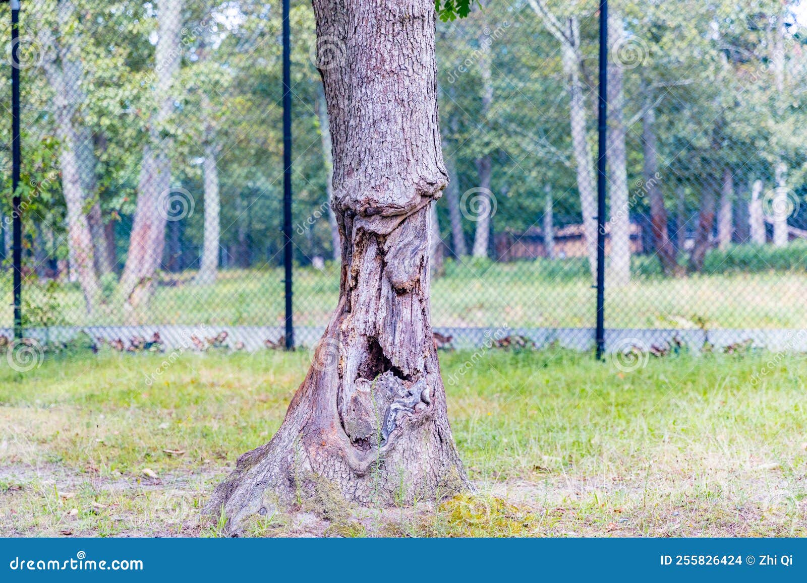 An Animal Bitten Tree in the Park Looks Like Human Face Stock Photo ...