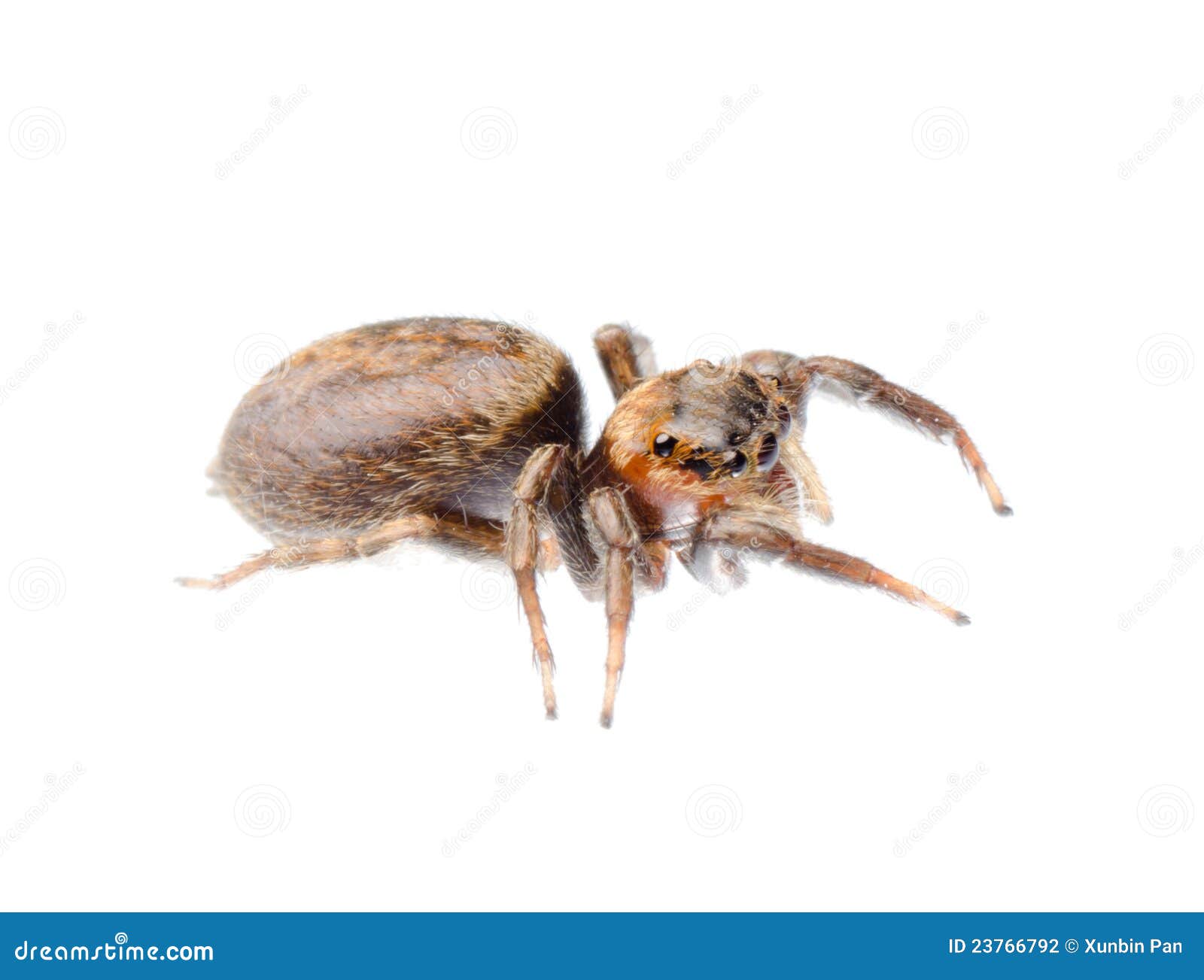 Animal Black Jumping Spider Stock Photo - Image of studio, araneae ...