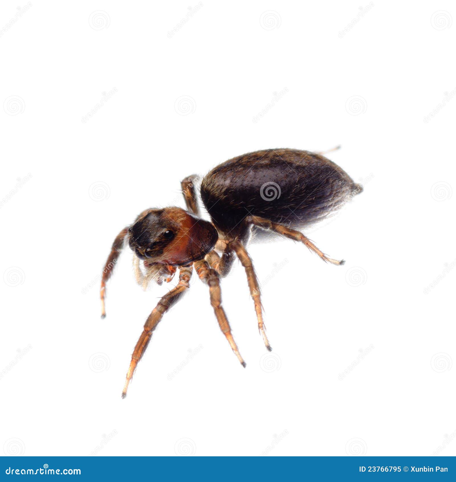 Animal Black Jumping Spider Stock Image - Image of nature, hairy: 23766795