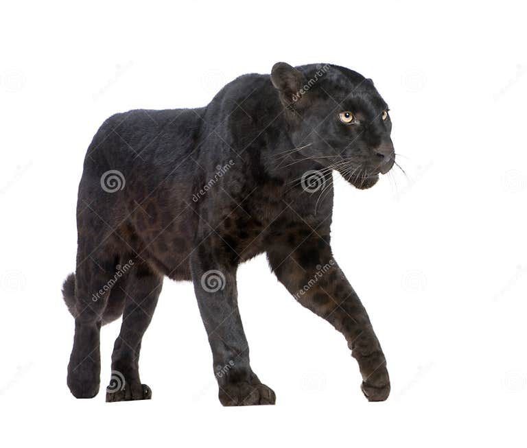 Animal, Black Leopard, stock photo. Image of close, studio - 7135964
