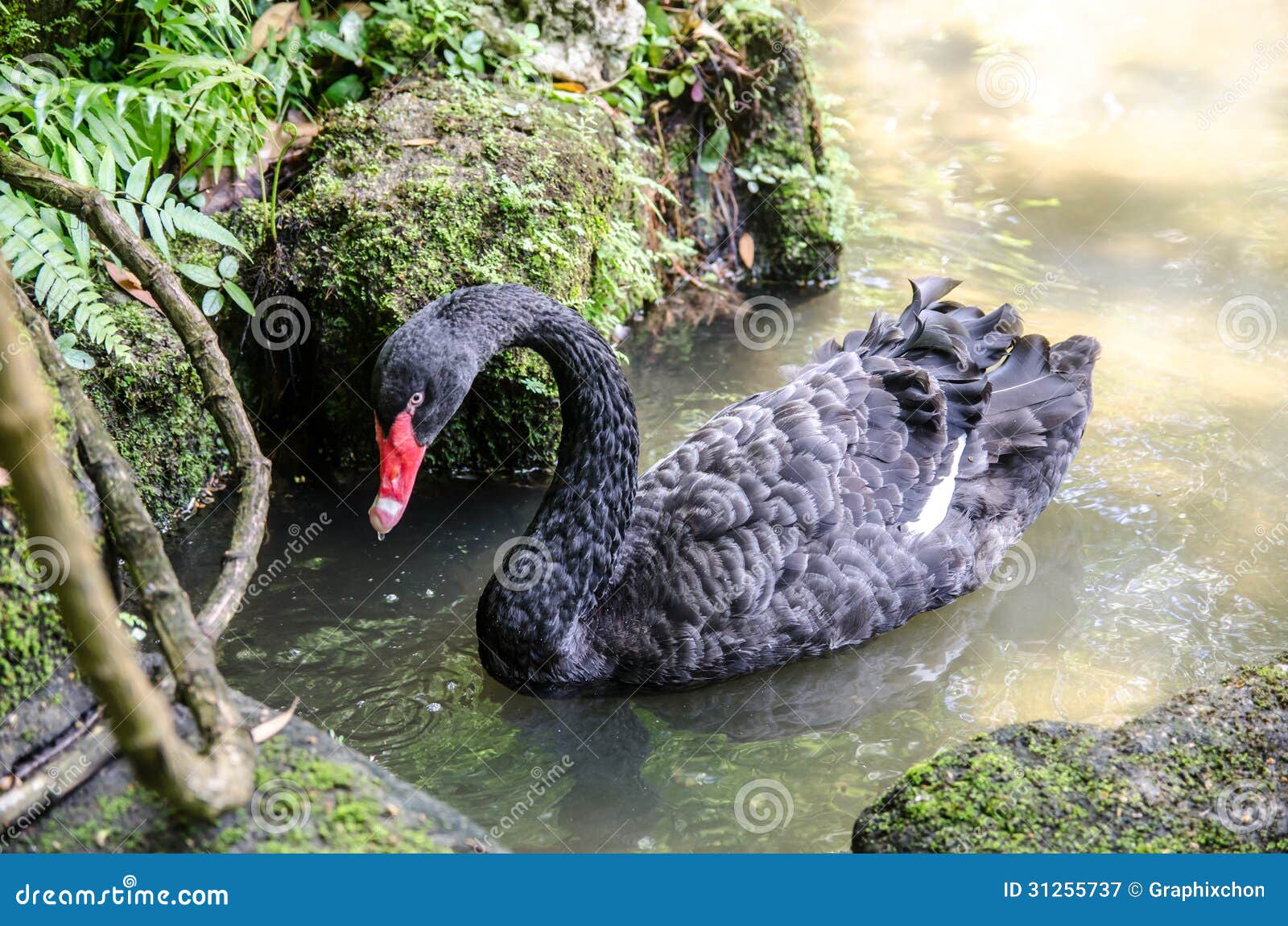 Animal stock image. Image of pond, elegance, black, animal - 31255737