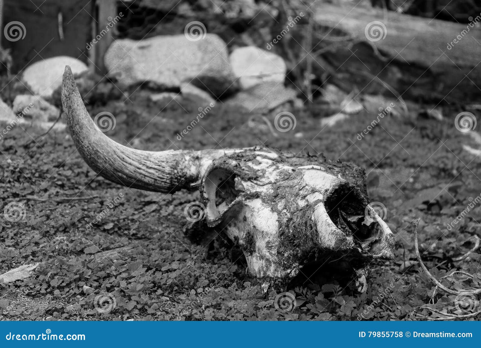 White Skeleton Dead Body Bones Sitting Next To Dangerous White F ...