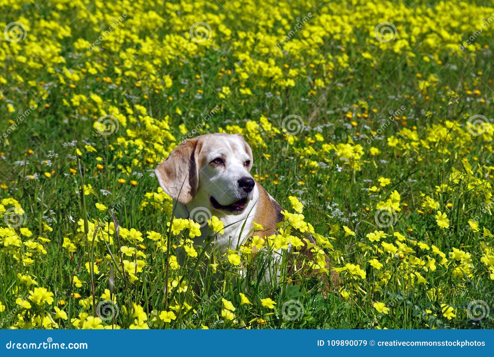 Animal, Bloom, Blossom Picture. Image: 109890079