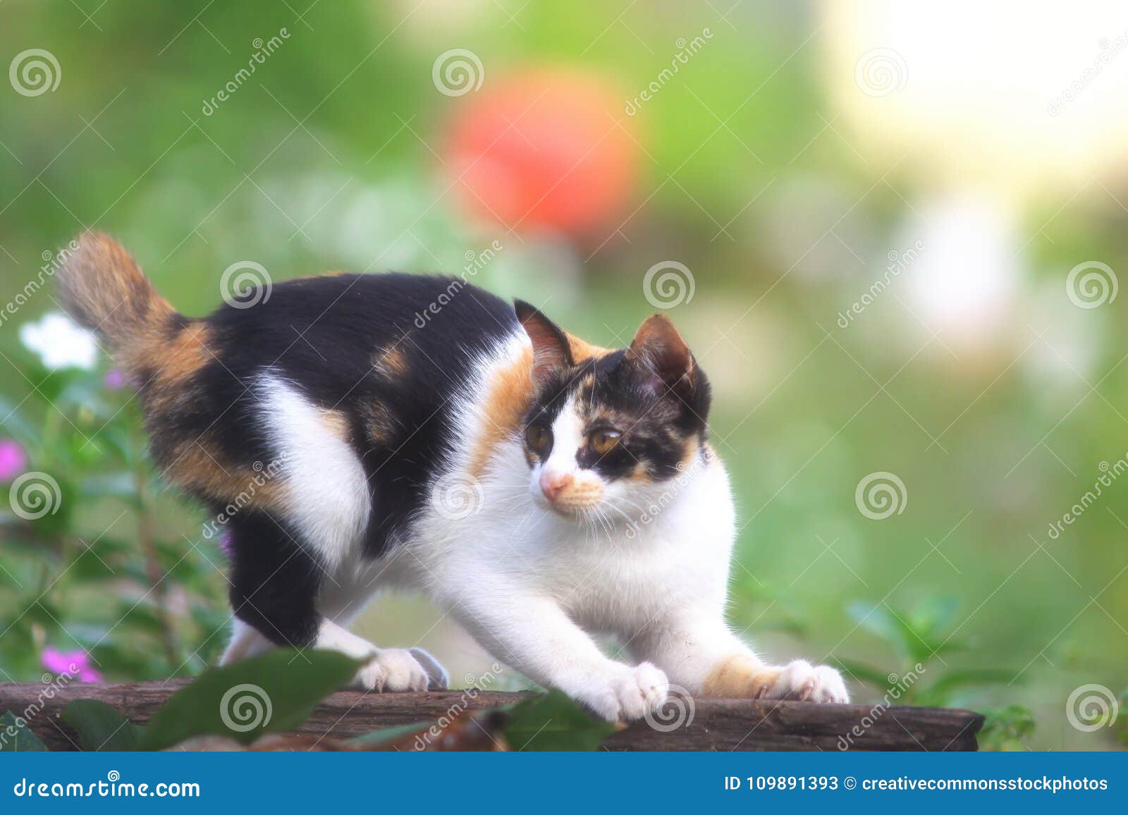 Animal, Blur, Cat Picture. Image: 109891393