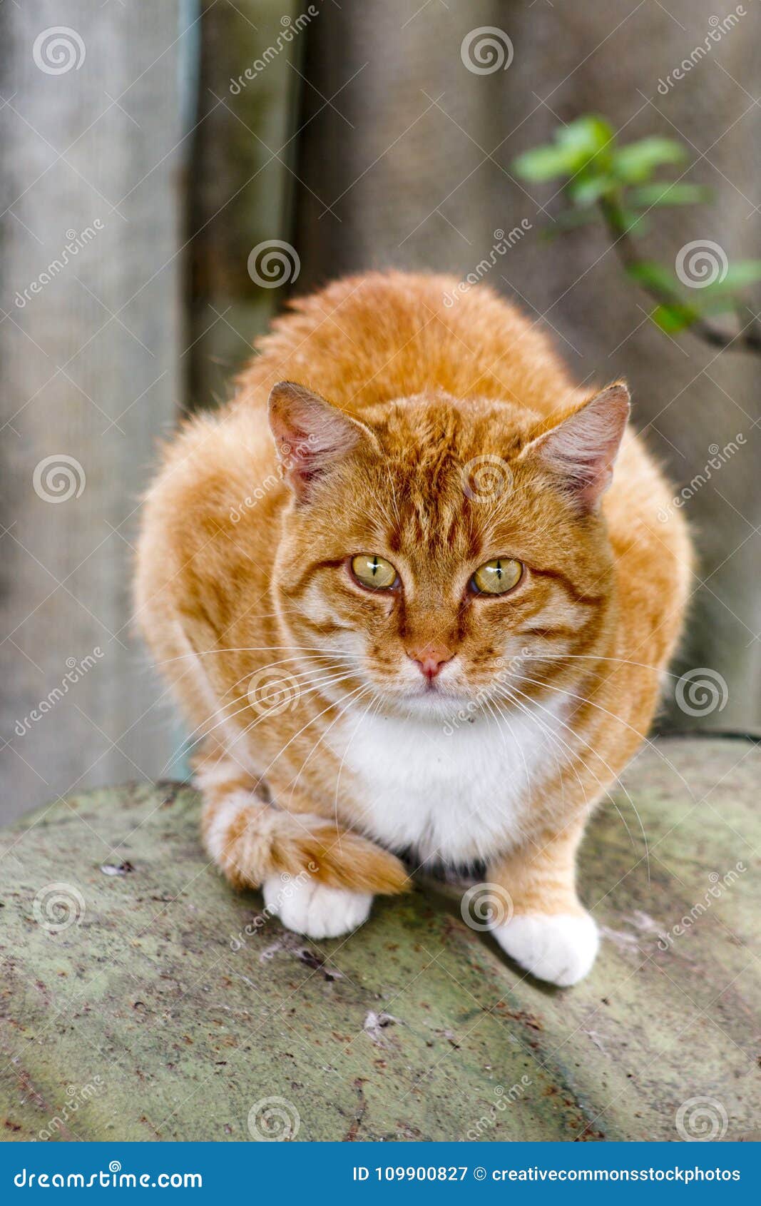 Animal, Blur, Cat Picture. Image: 109900827