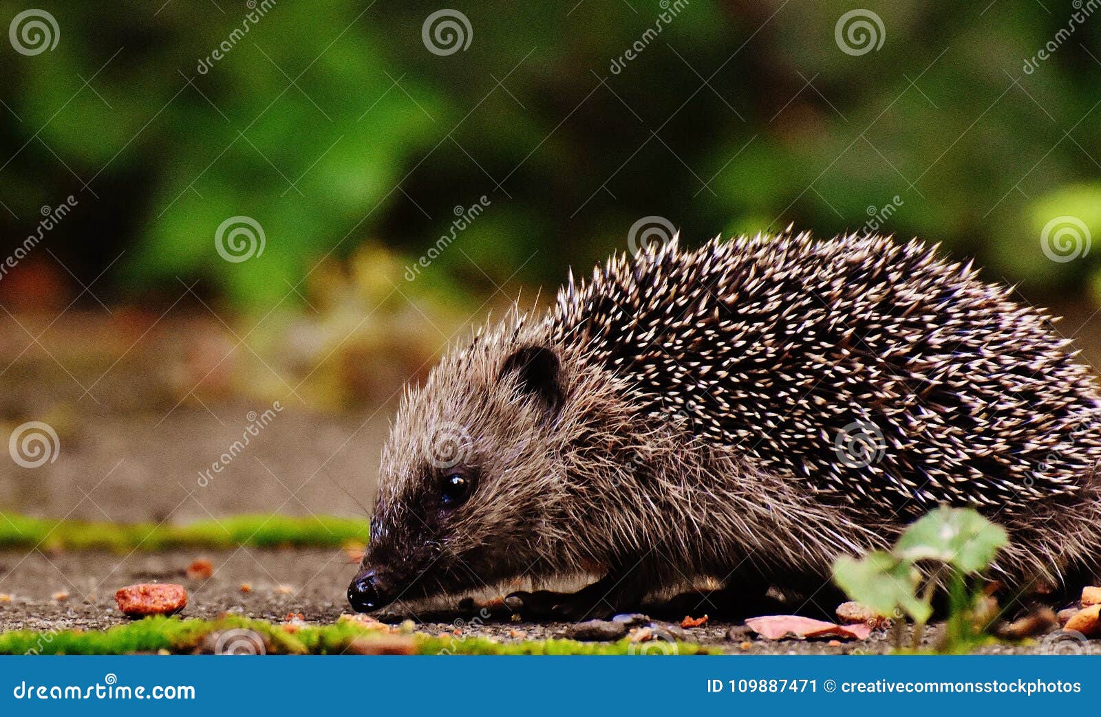 Animal, Blur, Close-up Picture. Image: 109887471