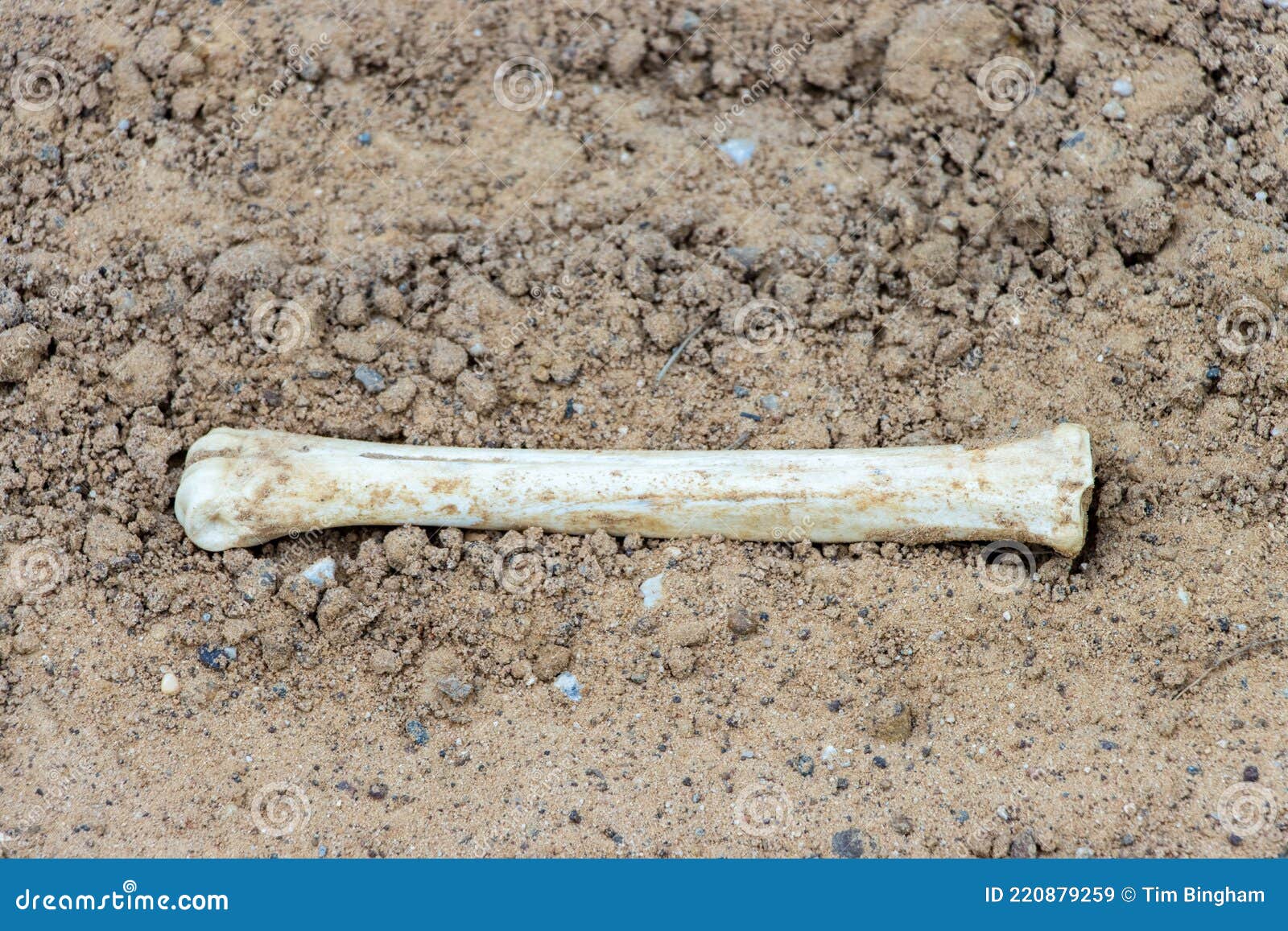Animal Bone in the Dirt Road Stock Image - Image of white, decay: 220879259
