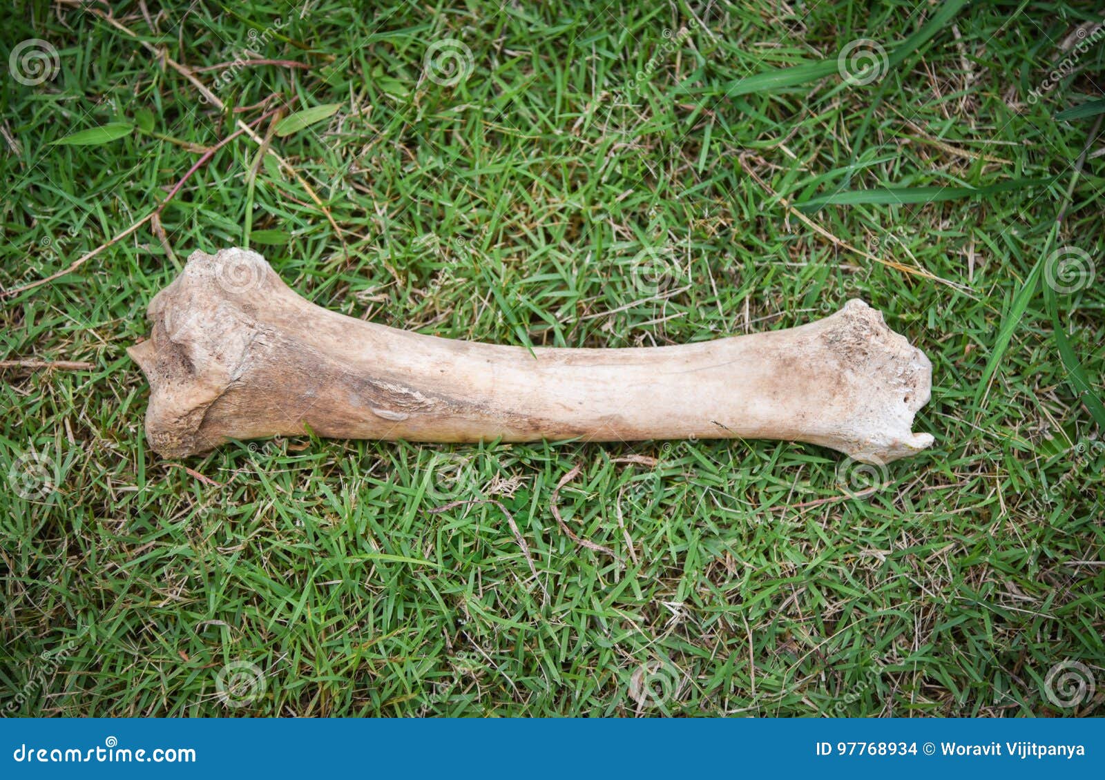 Animal bone stock photo. Image of remains, picturesque - 97768934
