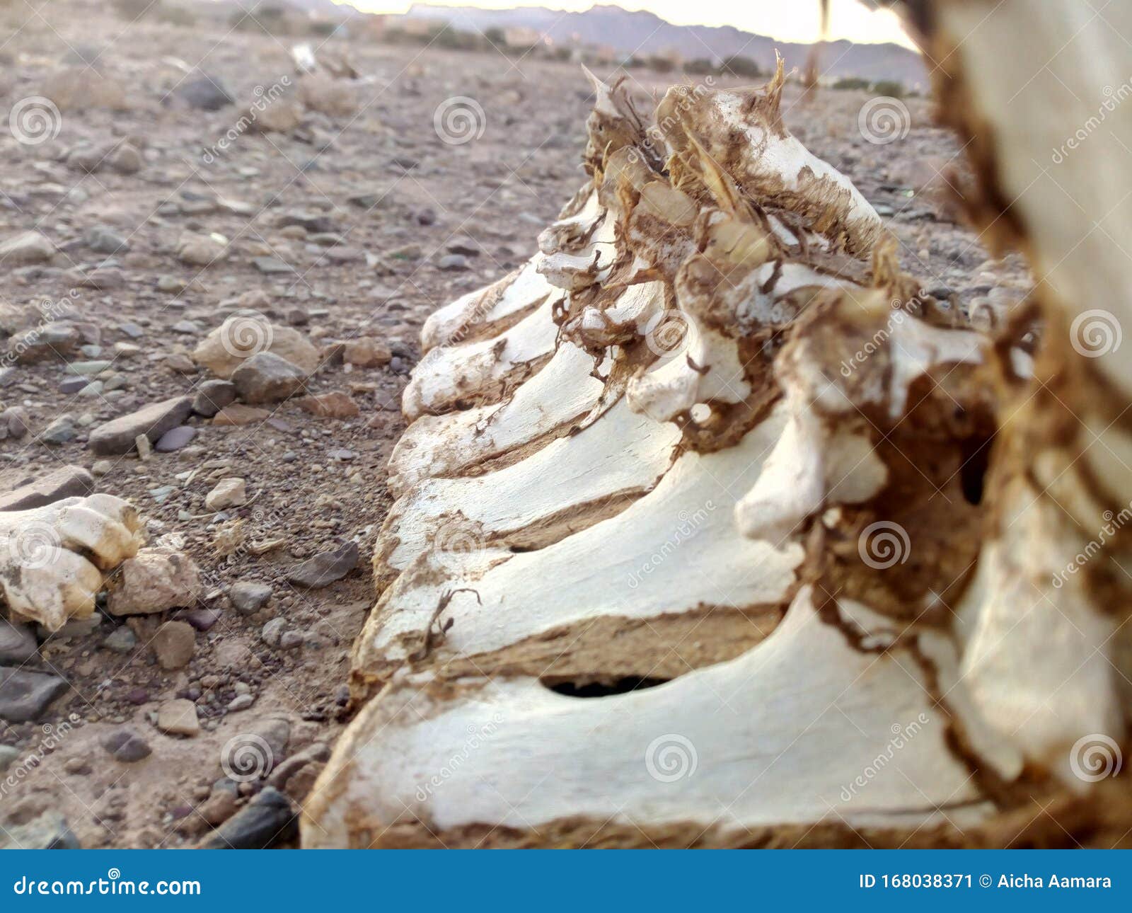 Animal Bone Remains in the Desert Stock Image - Image of bringing ...