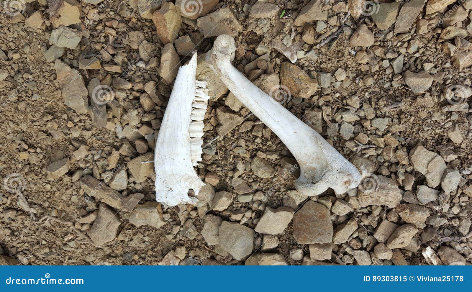 Animal bones stock image. Image of dirt, animal, death - 89303815