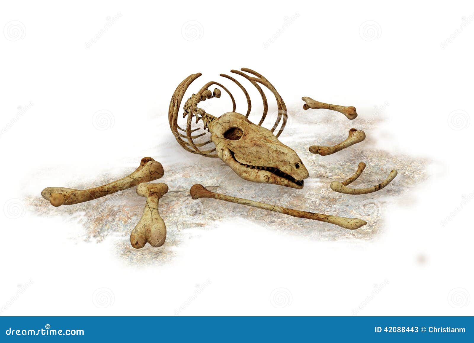 Animal bones stock illustration. Illustration of danger - 42088443