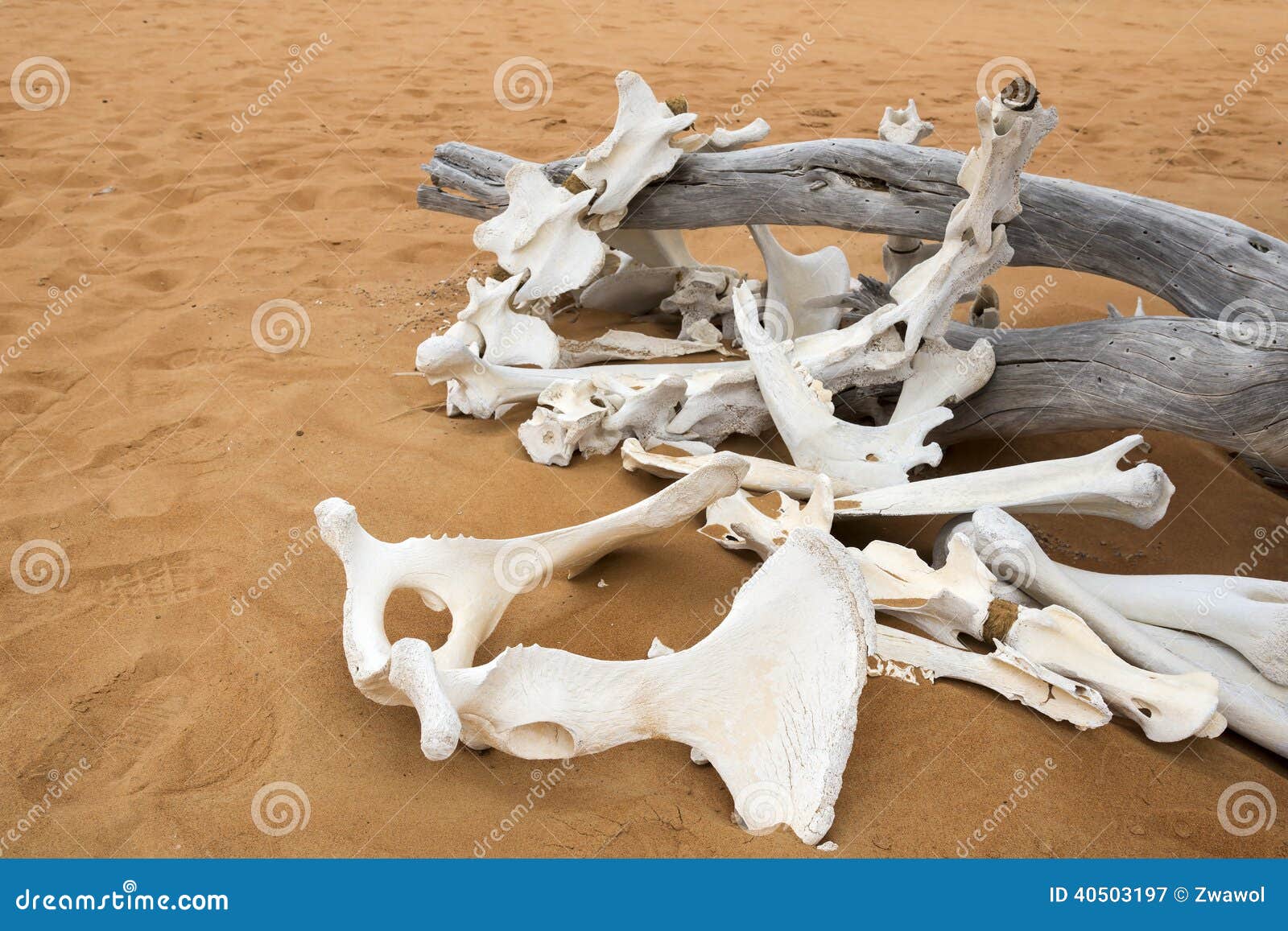 Barren Desert With Bones