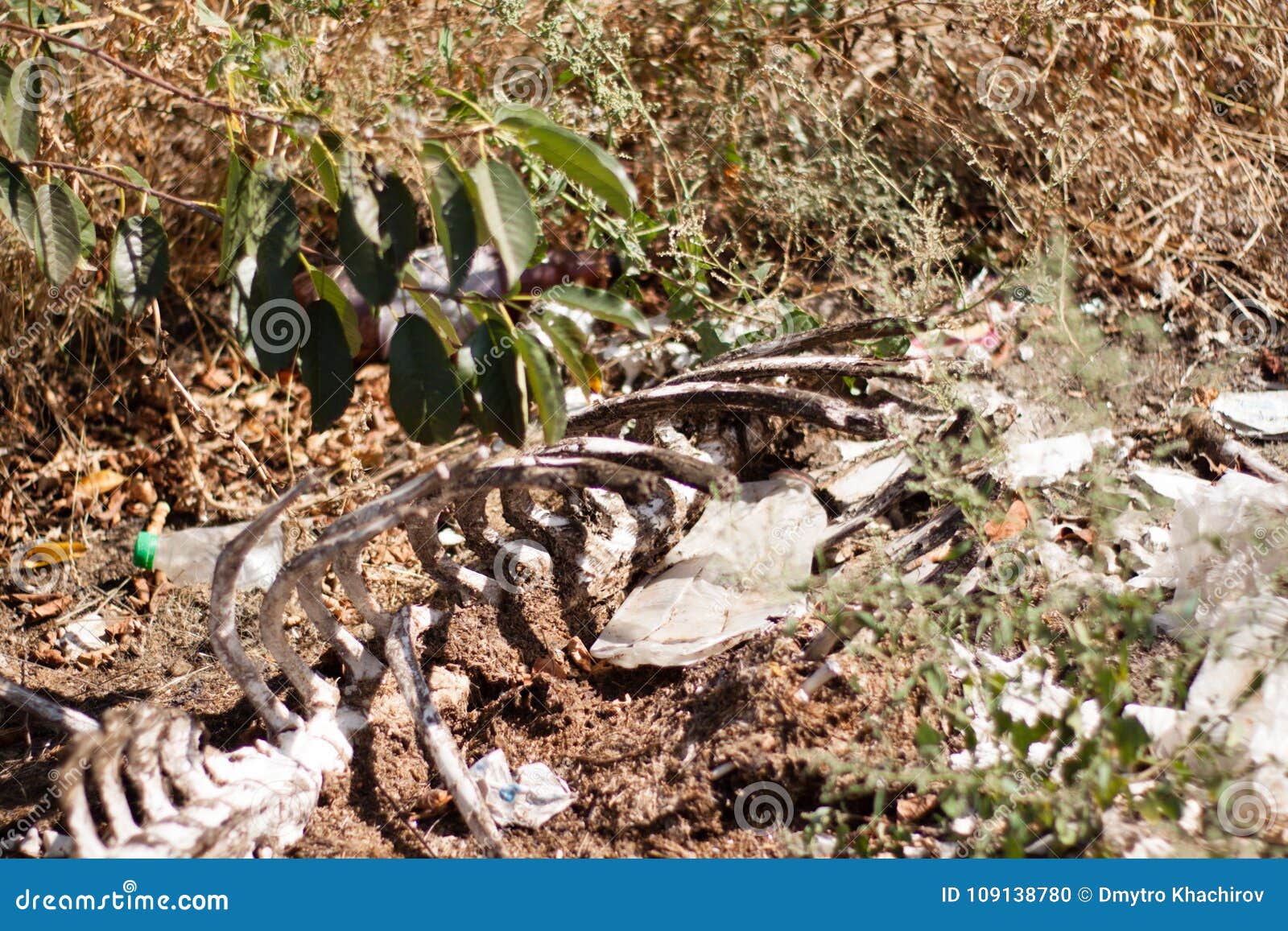 Animal bones in the field stock photo. Image of dust - 109138780