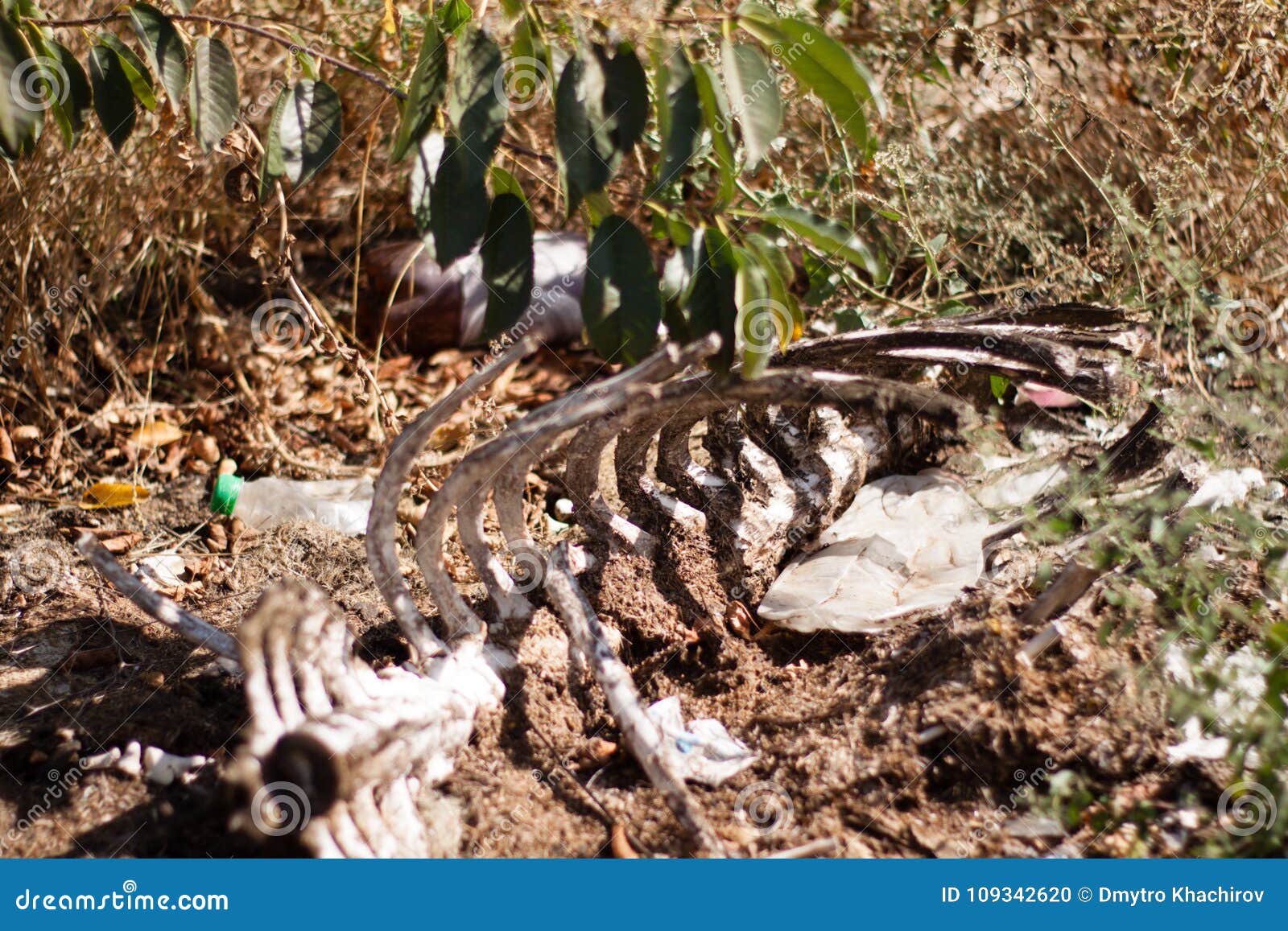 Animal bones in the field stock photo. Image of bone - 109342620