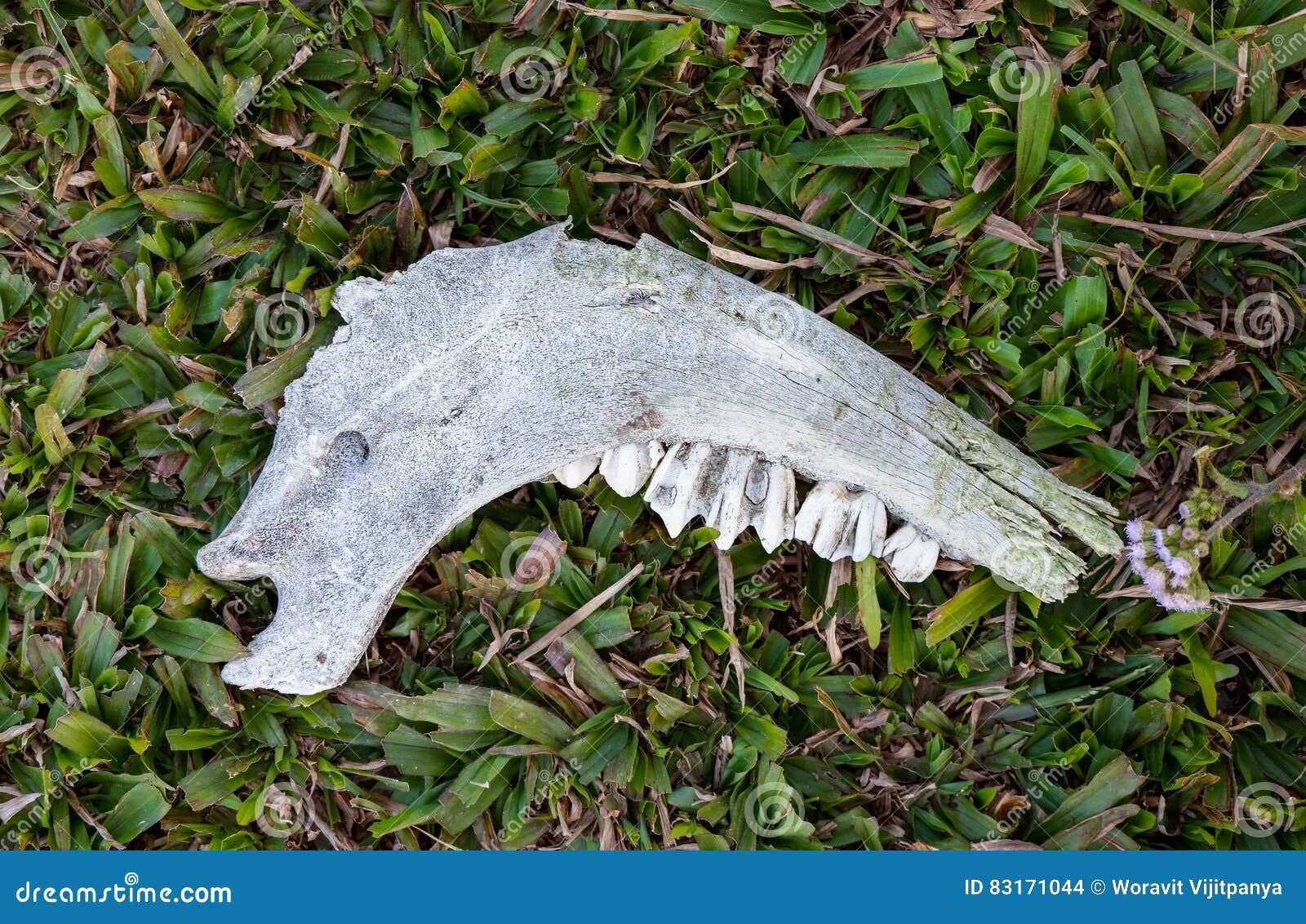Animal bones molar stock photo. Image of arid, desert - 83171044