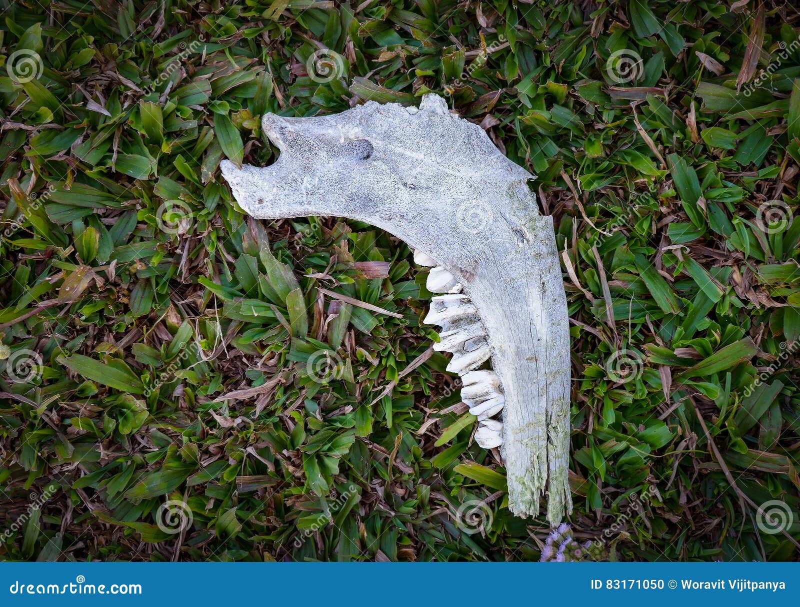 Animal bones molar stock photo. Image of australia, arid - 83171050