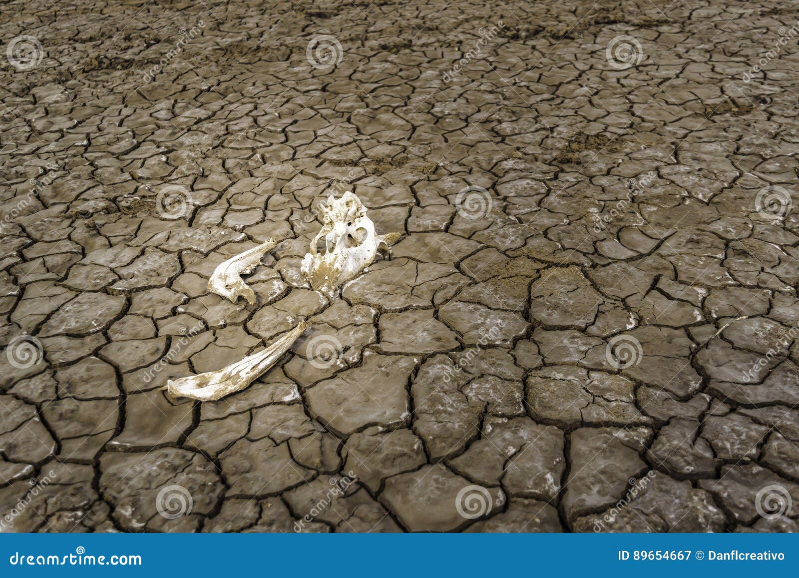 Animal Bones at Mud Cracked Ground Stock Image - Image of dead, white ...