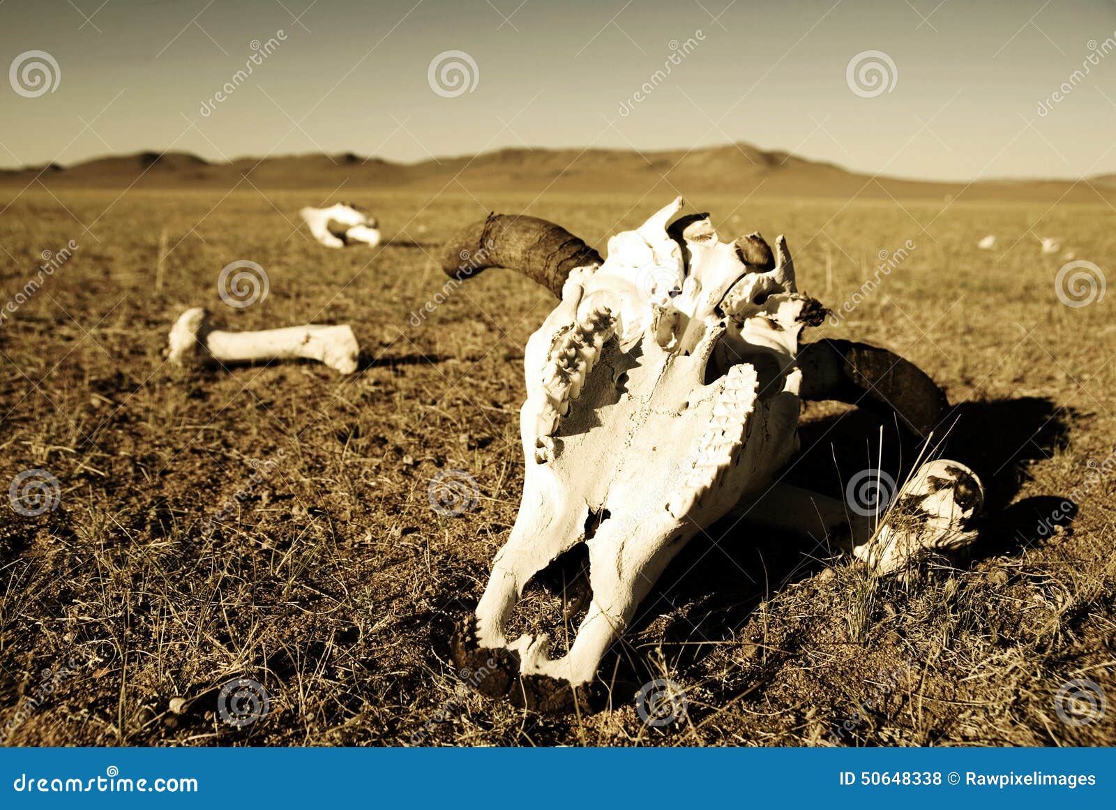 Animal Bones Preserved Field Desert Concept Stock Photo - Image of ...