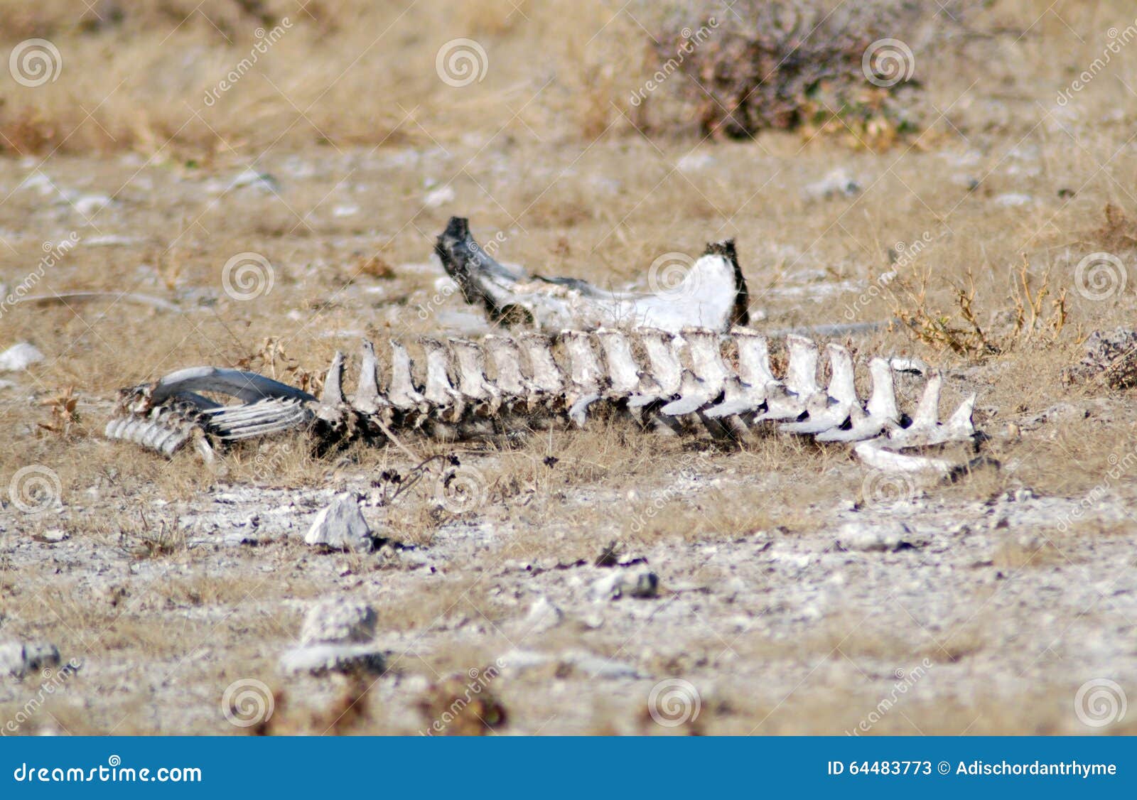 Animal bones stock image. Image of bones, africa, national - 64483773