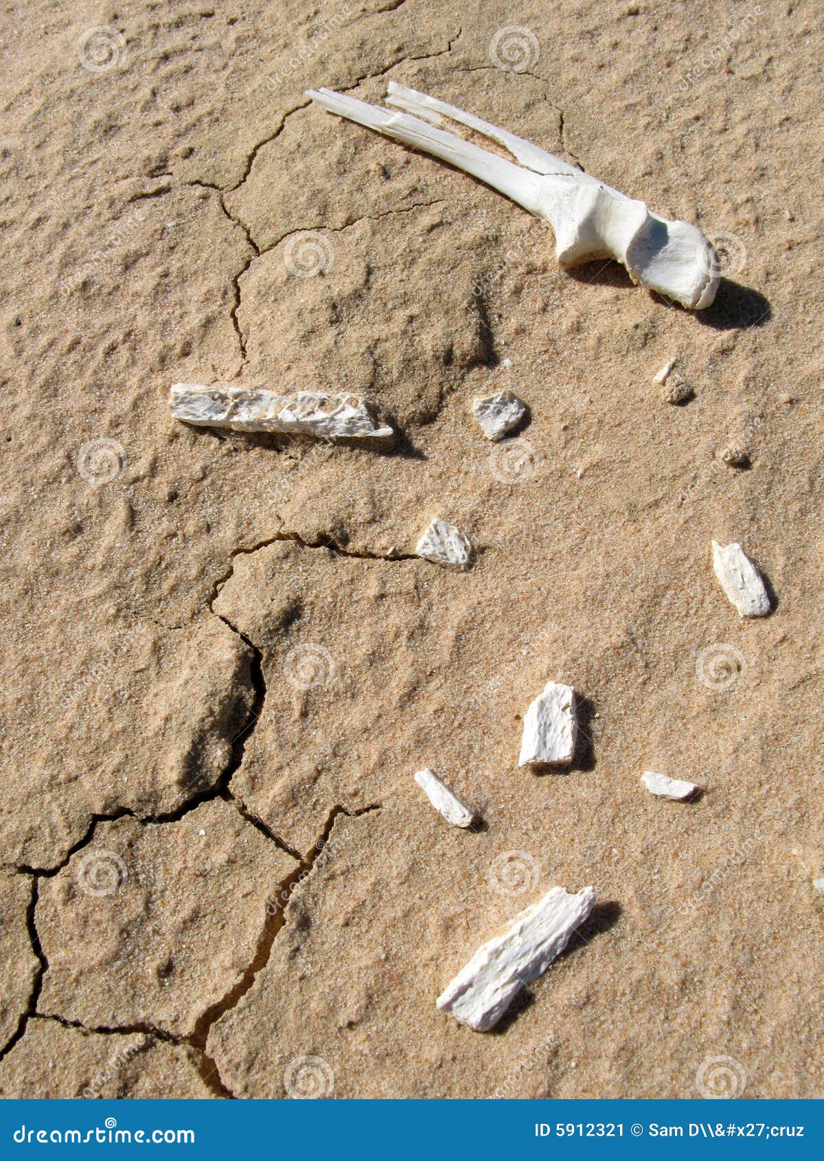 Animal Bones, UNESCO, Australia Stock Image - Image of park, waste: 5912321