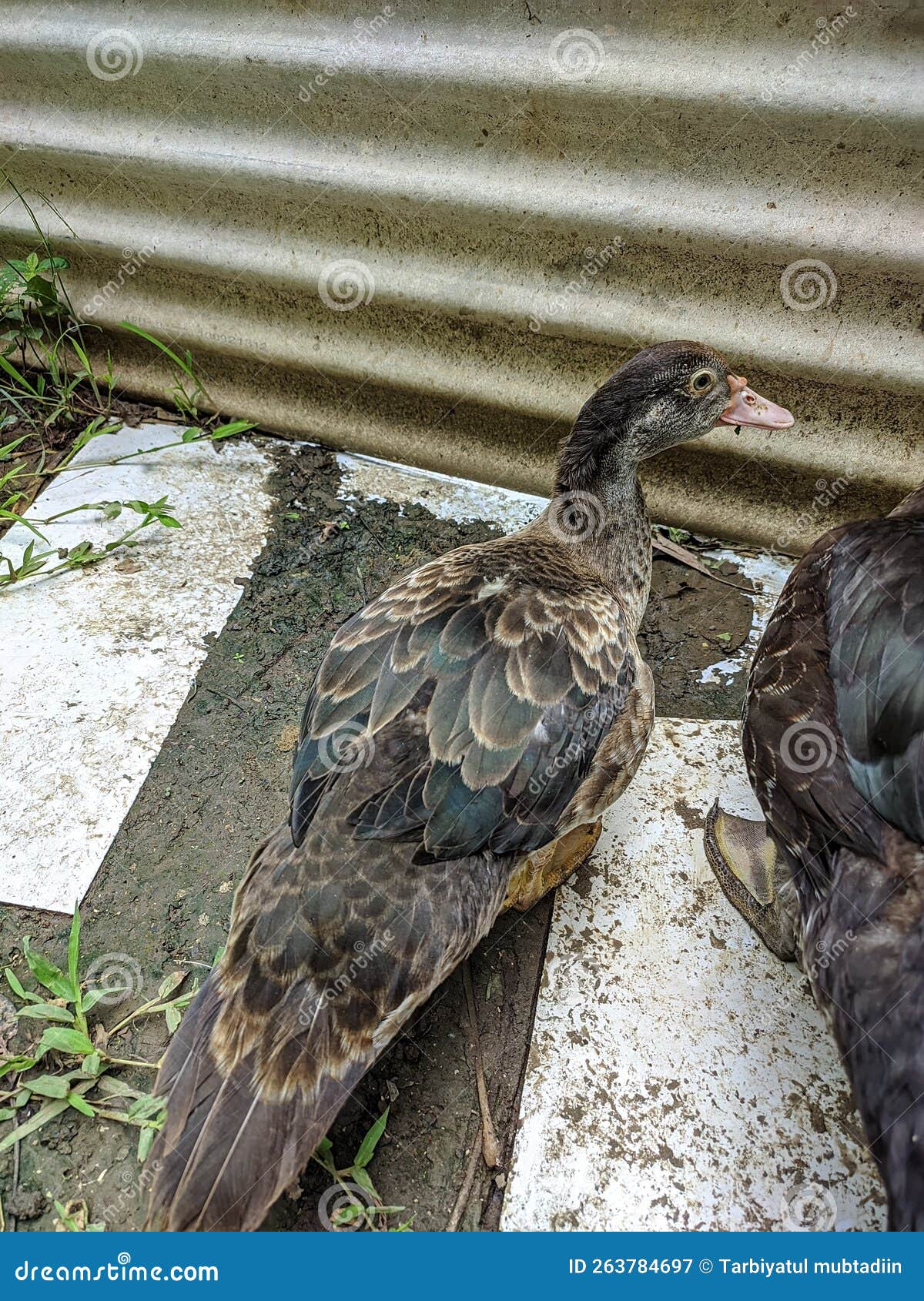 Animal Bronze Muscovyduck Black Head Stock Image - Image of head ...