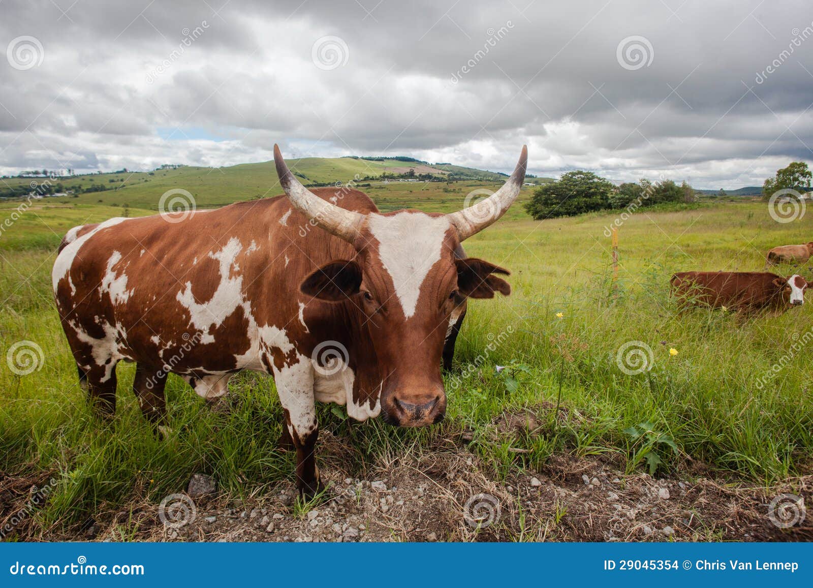 Animal Bull Cow Horns stock photo. Image of cows, dangerous - 29045354