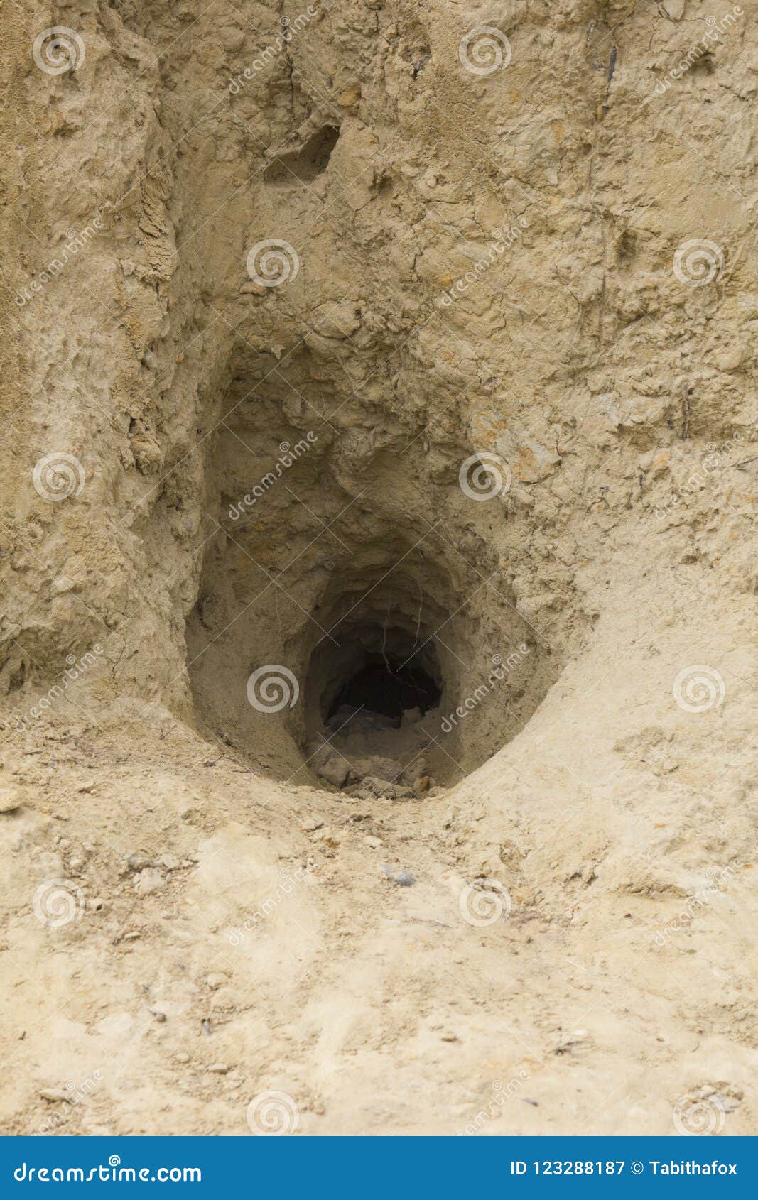 Animal Burrow stock image. Image of wildlife, animal - 123288187