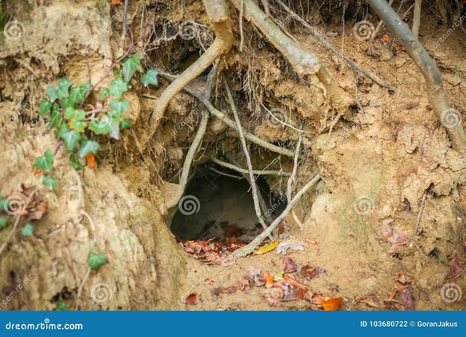 Animal Burrow Dug in Forest Stock Photo - Image of outdoors, brown ...