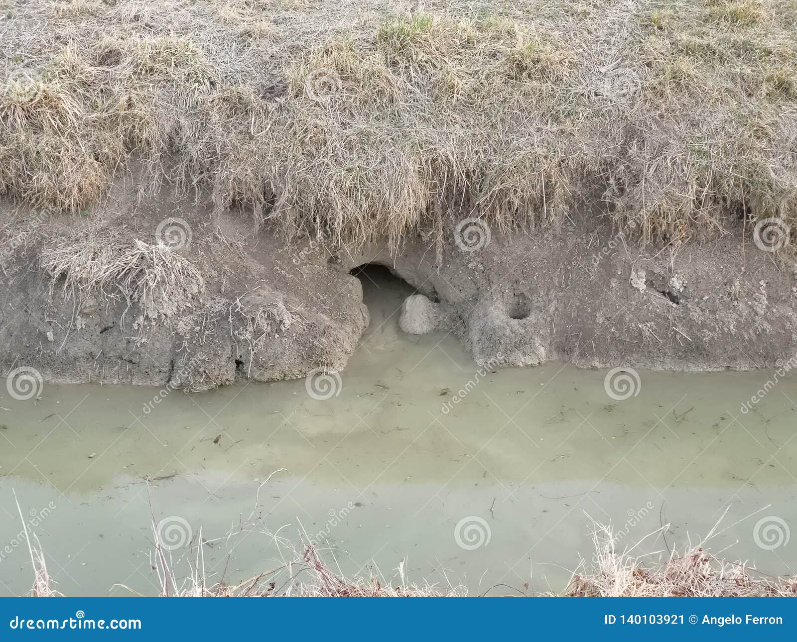 Animal Burrow Feeds on the Banks of a Canal Stock Image - Image of pond ...