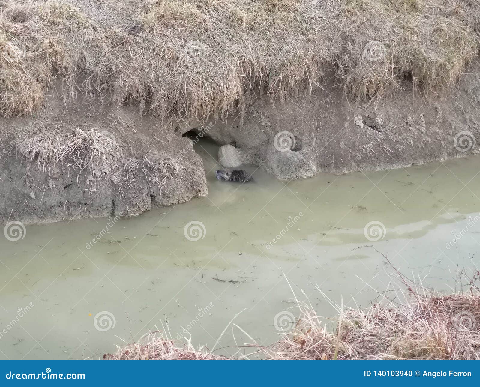 Animal Burrow Feeds on the Banks of a Canal Stock Photo - Image of pond ...