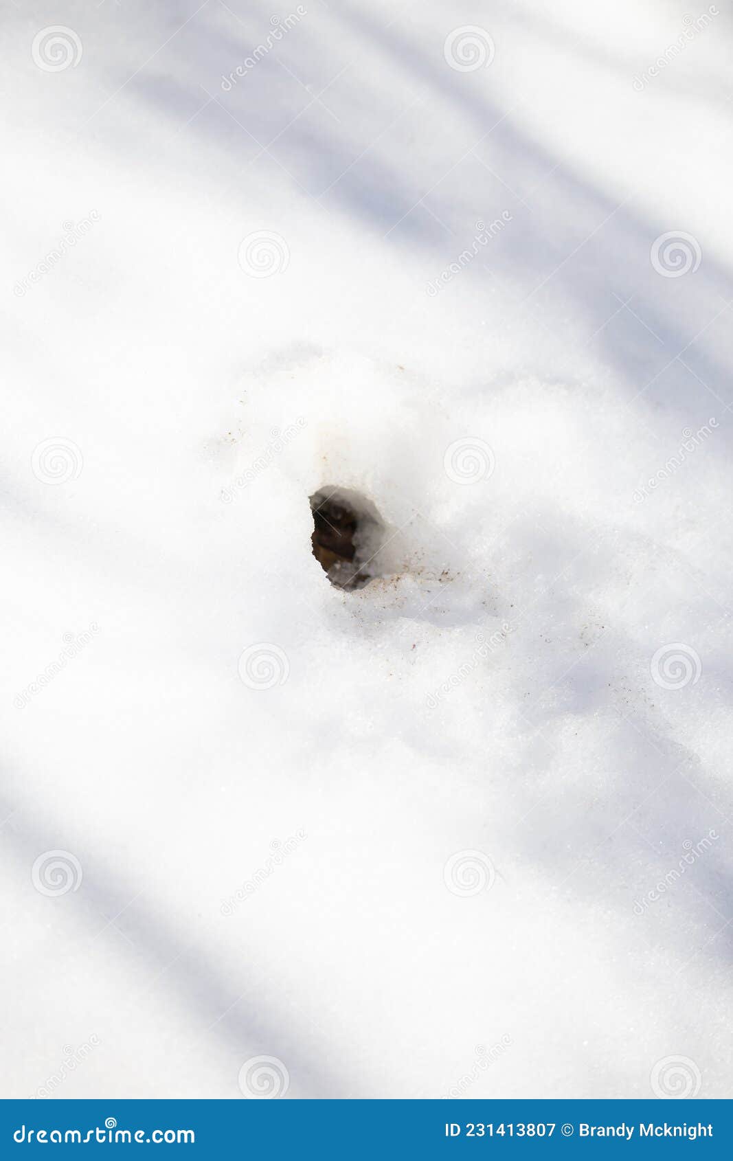 Animal Burrow in the Snow stock image. Image of environment - 231413807