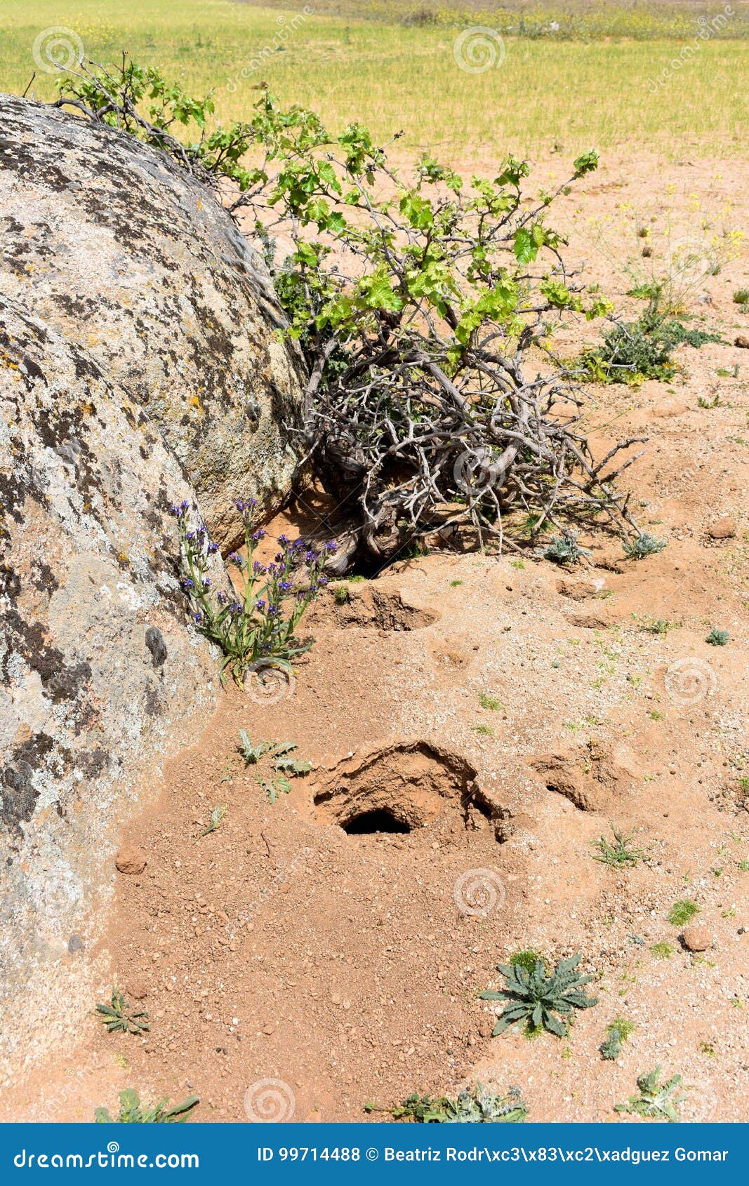 Animal burrow stock photo. Image of brown, background - 99714488