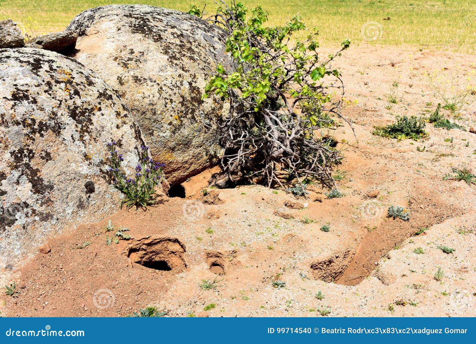 Animal burrow stock photo. Image of summer, spring, background - 99714540