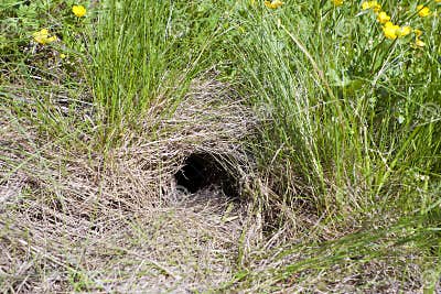Animal burrow stock image. Image of field, green, macro - 32646065