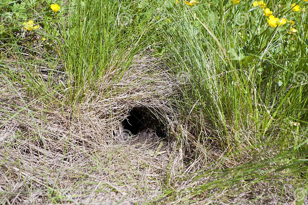 Animal burrow stock image. Image of field, green, macro - 32646065