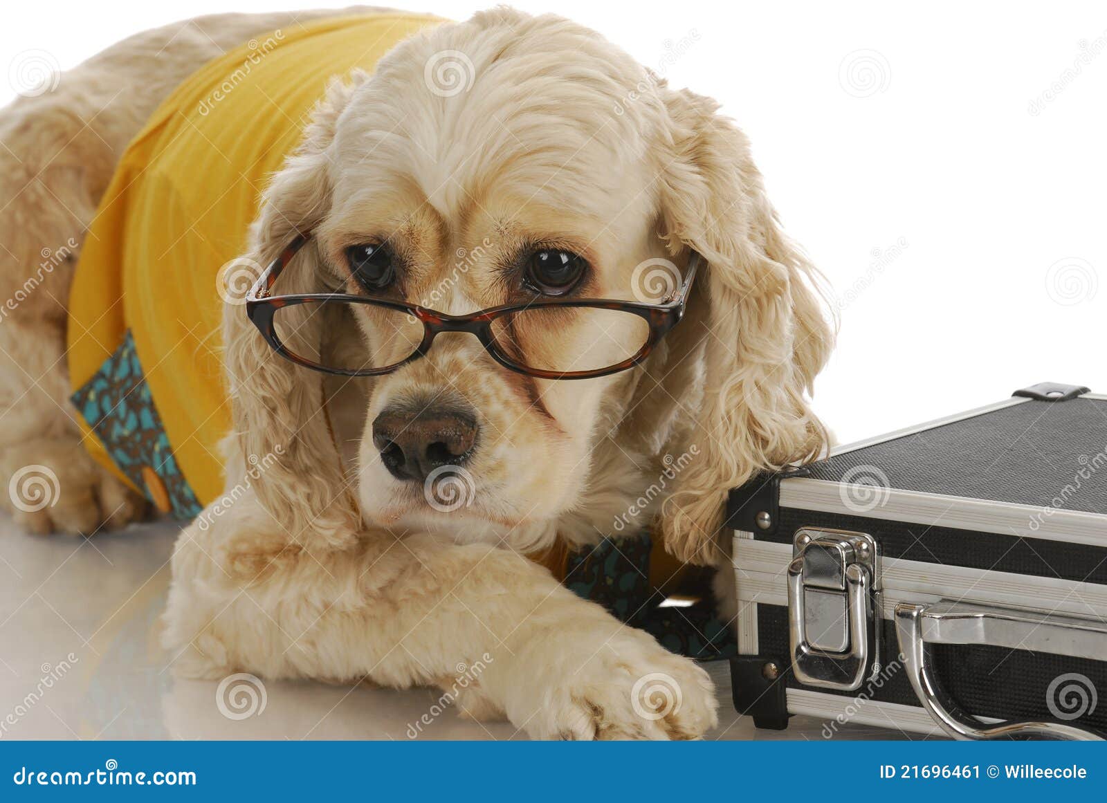 Animal business stock image. Image of head, adorable - 21696461