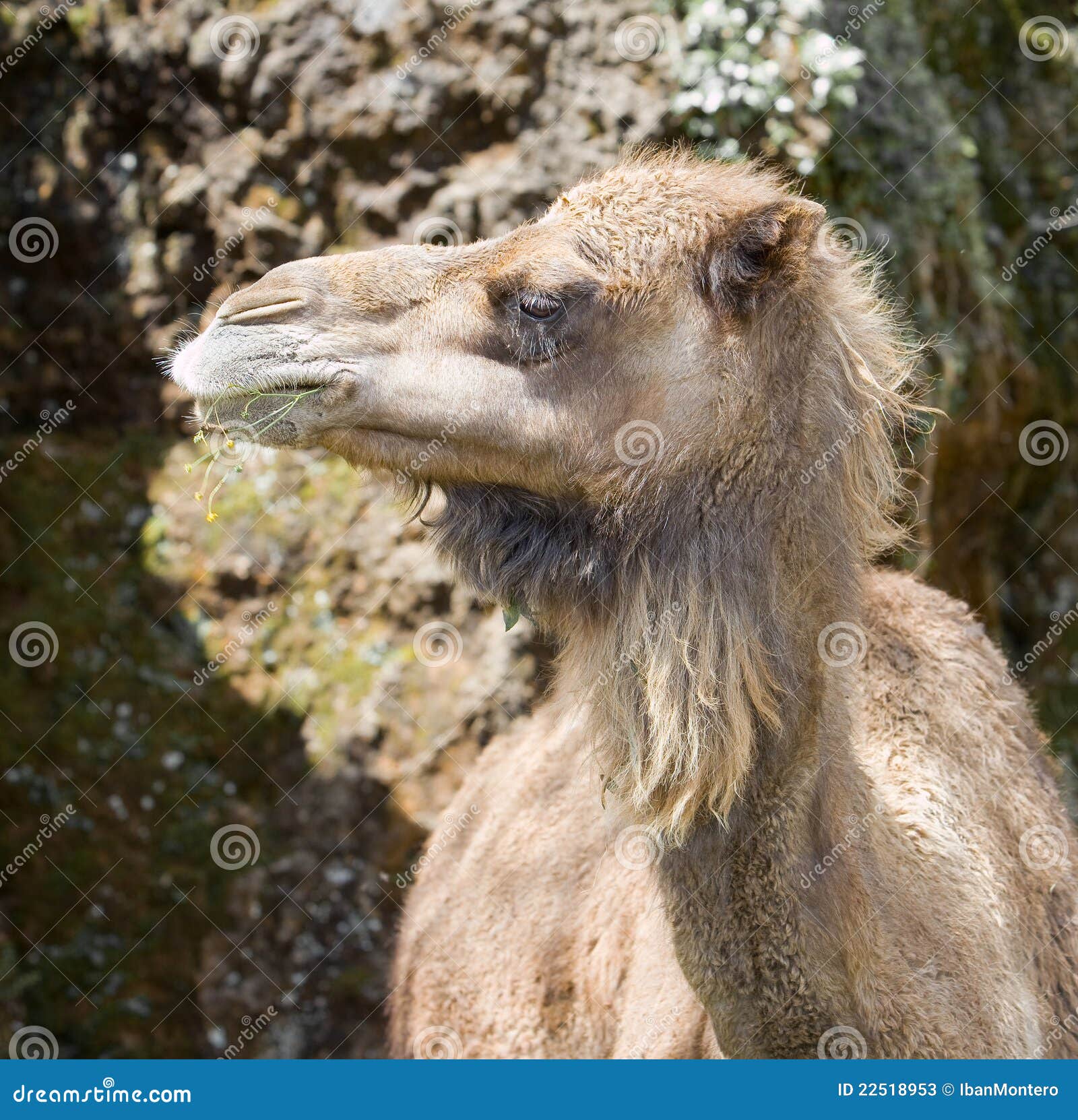 Animal camel stock image. Image of animals, arab, beast - 22518953