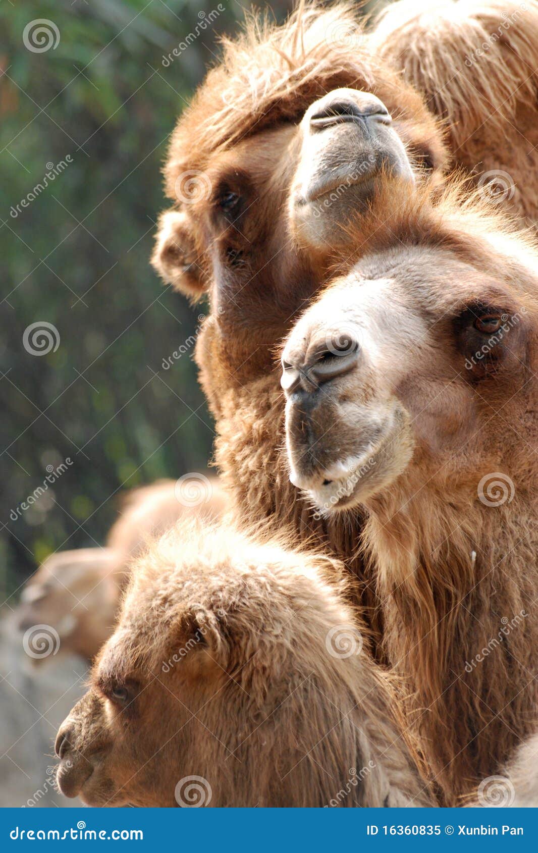 Animal camel portrait stock image. Image of arabia, mammal - 16360835