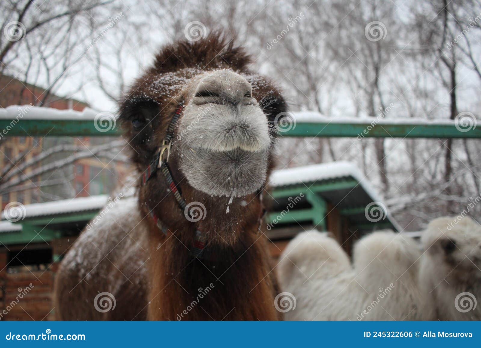 An Animal Camel in Siberia Looks Cold in the Snow with Its Muzzle Stock ...